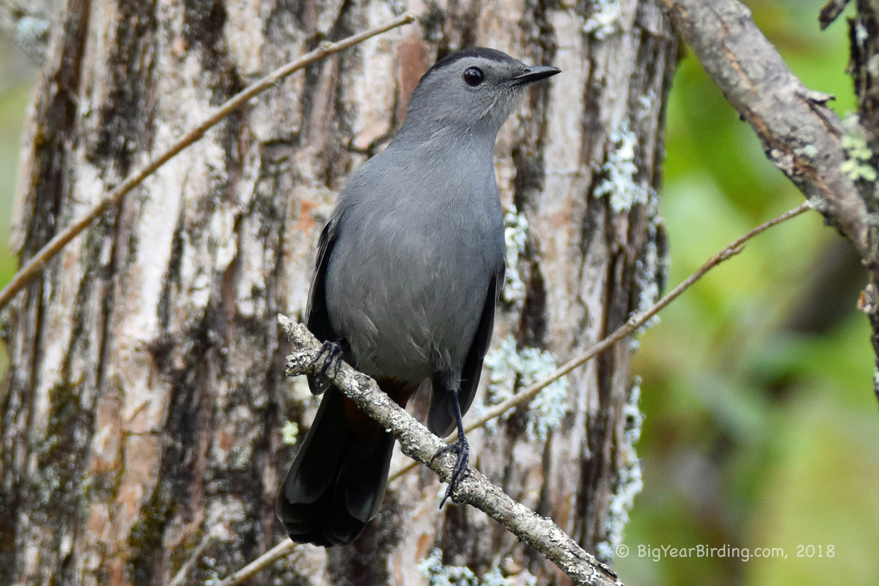 Gray Catbird - Big Year Birding