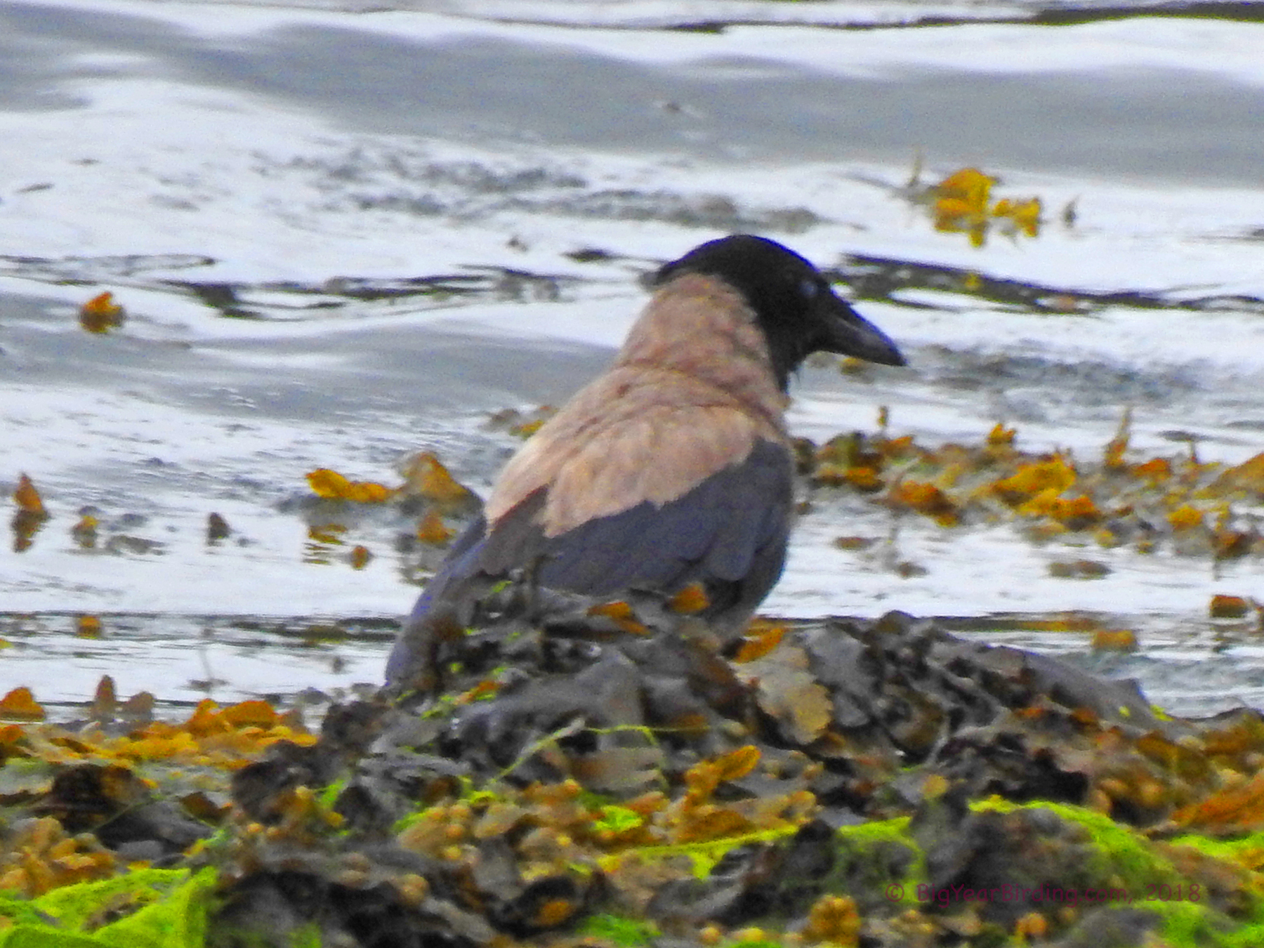 Hooded Crow - Big Year Birding