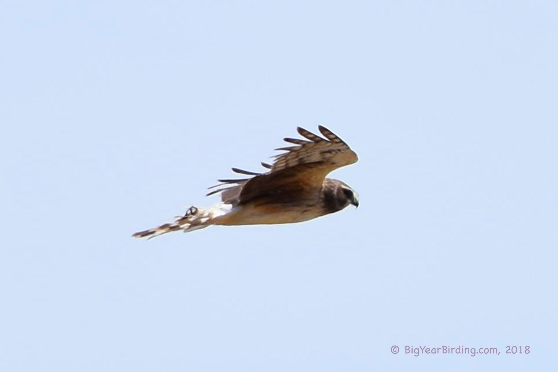 Northern Harrier - Big Year Birding