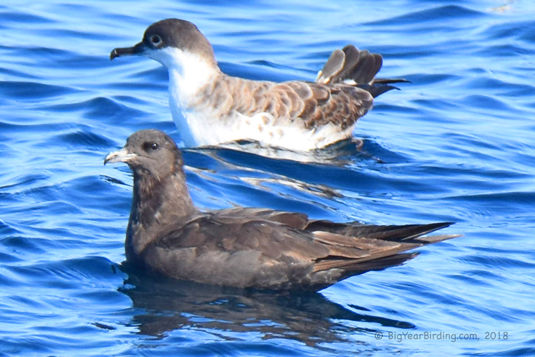 Shearwaters (4) - Big Year Birding