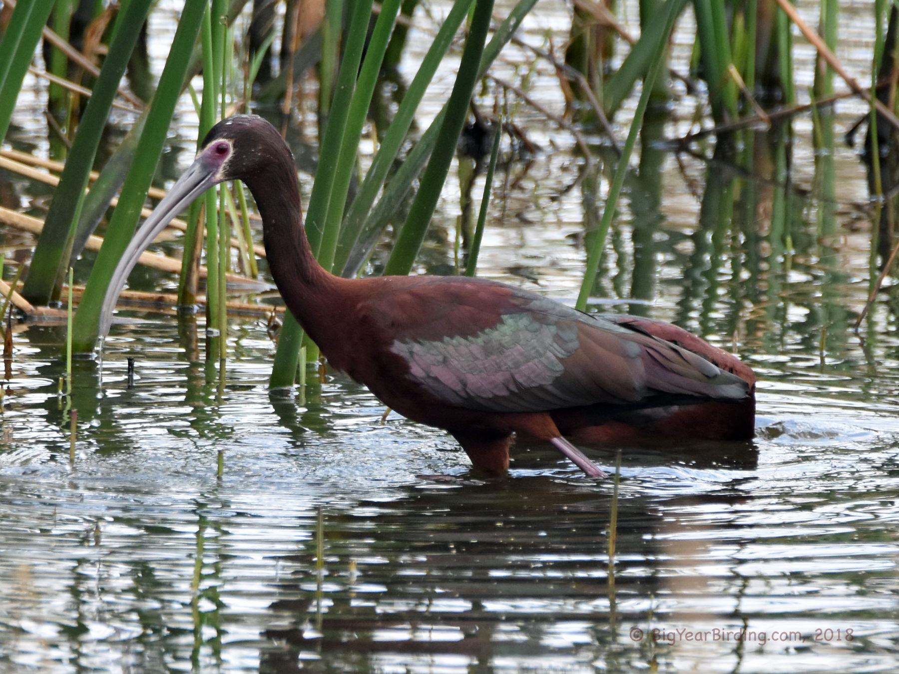 White-faced Ibis - Big Year Birding