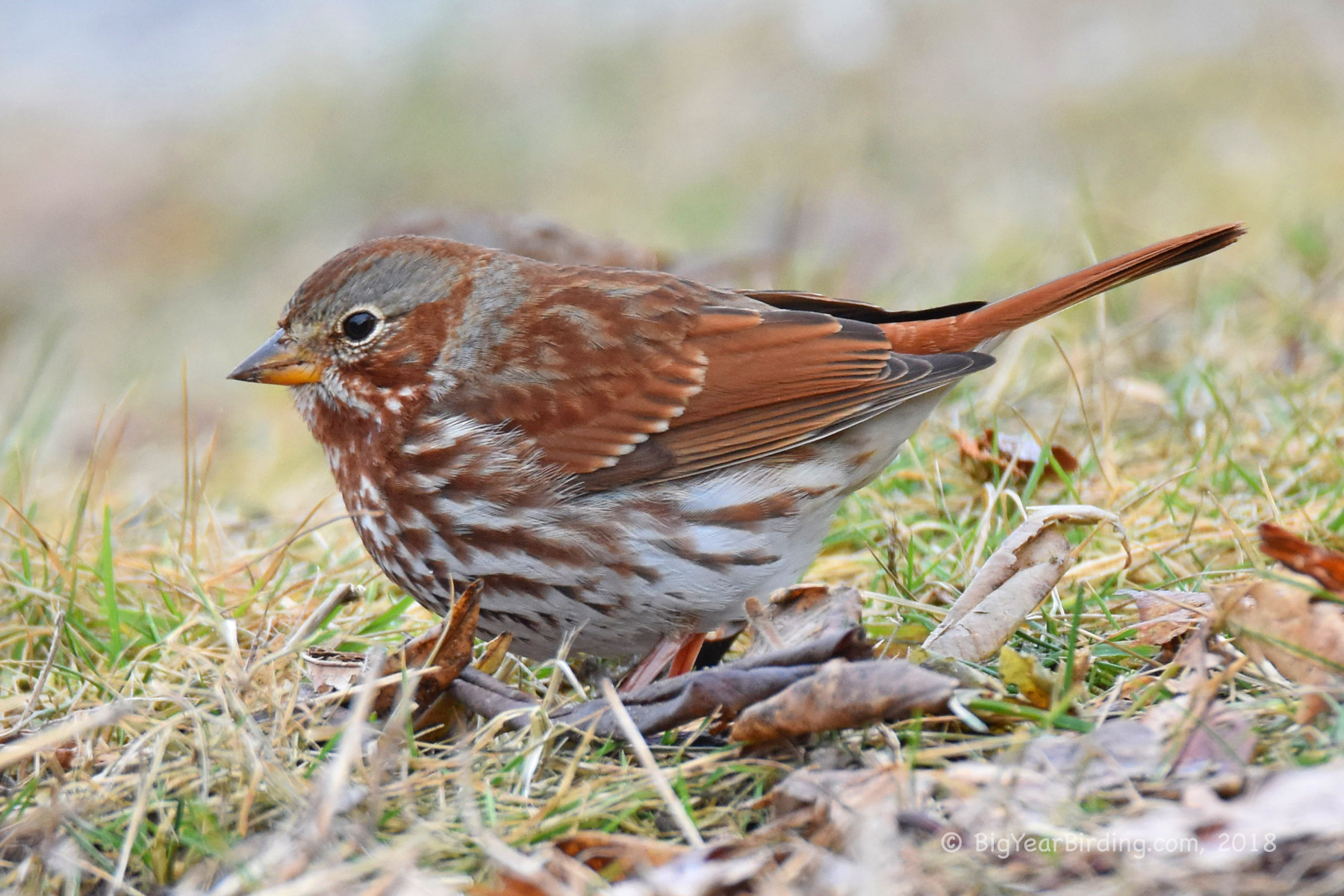 Fox Sparrow - Big Year Birding