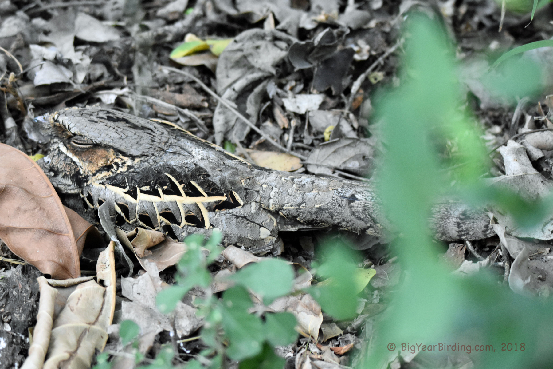 Common Pauraque - Big Year Birding
