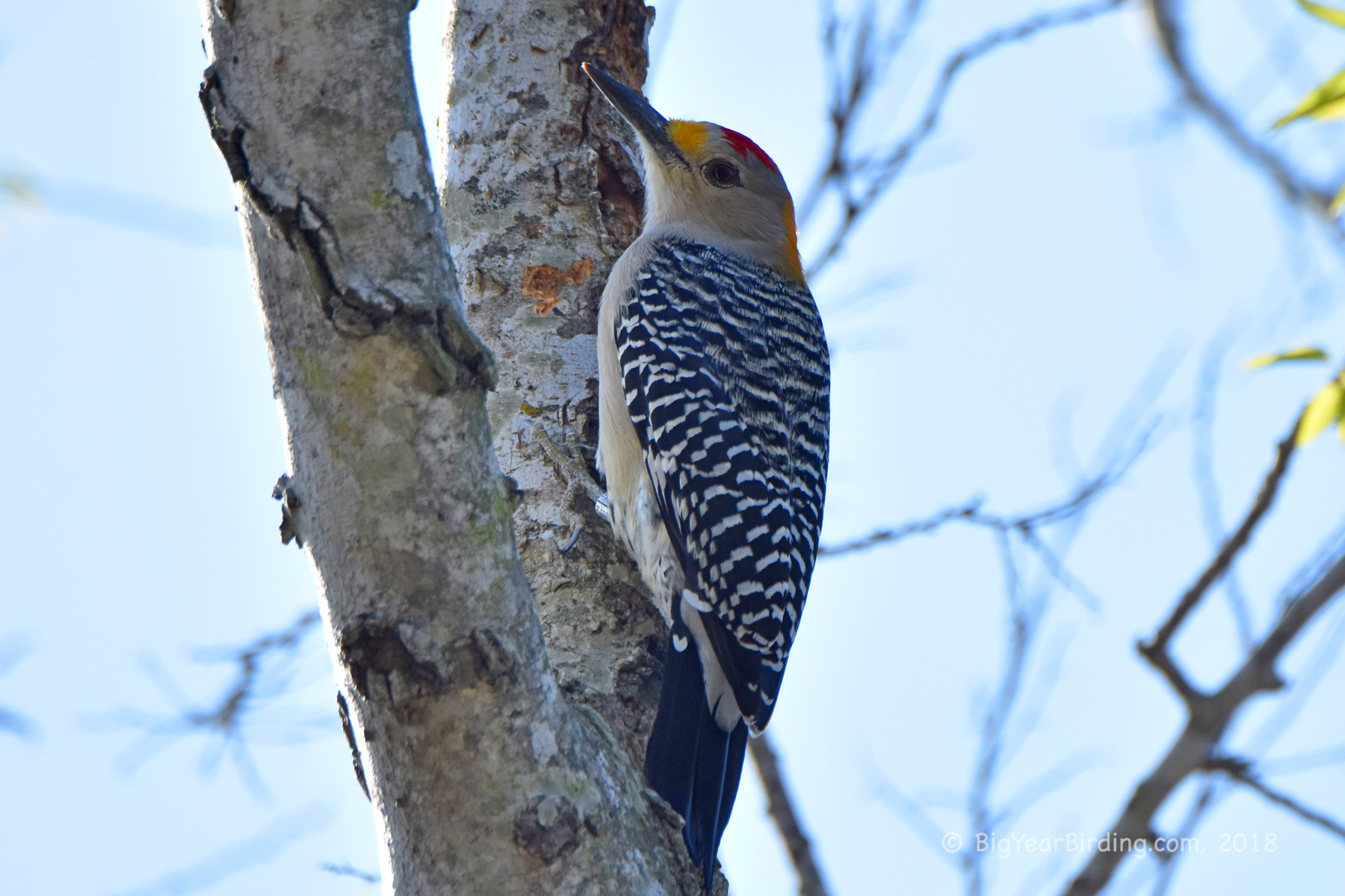 Golden-fronted Woodpecker - Big Year Birding