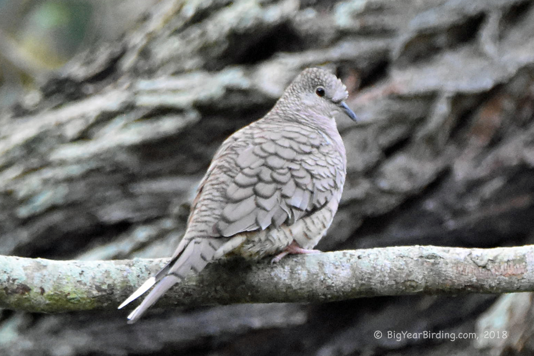 Inca Dove - Big Year Birding