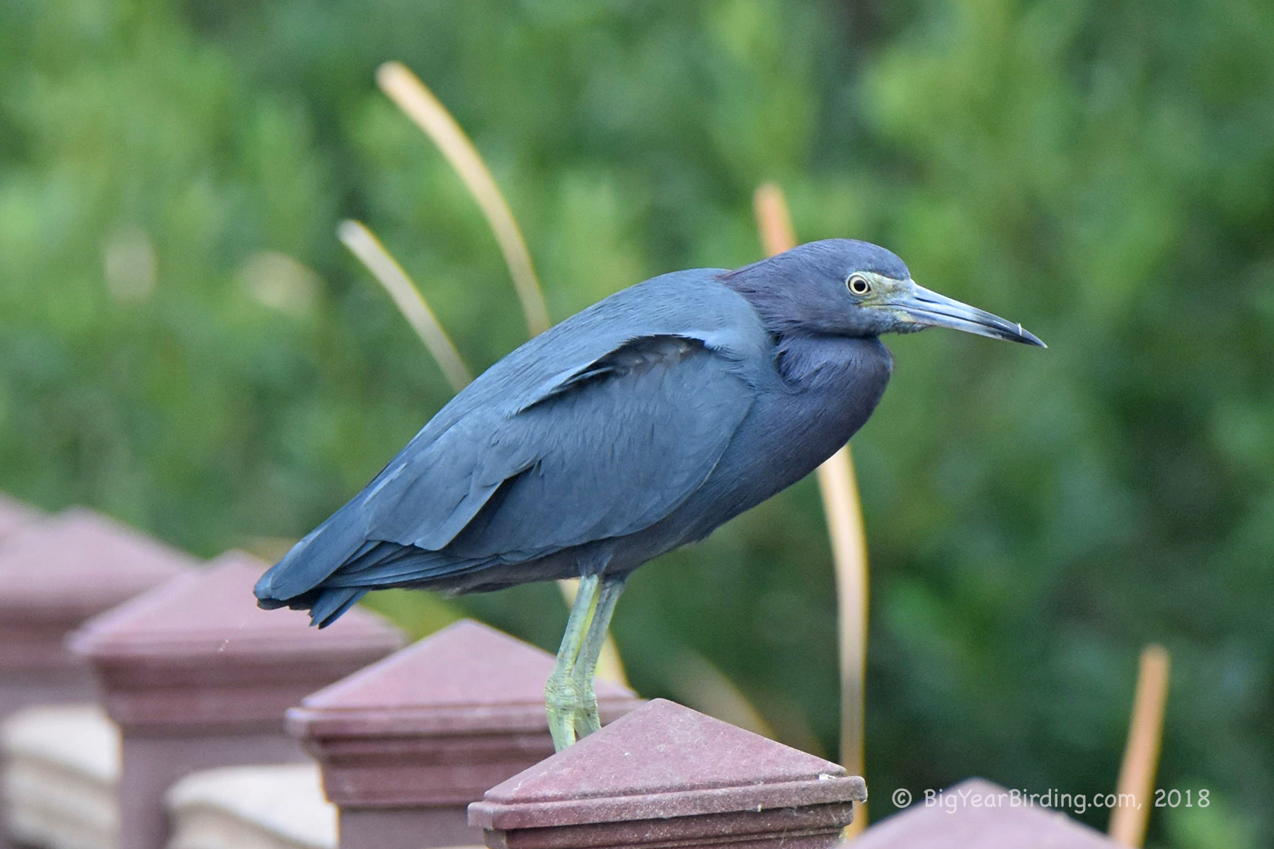 Herons, Egrets and Spoonbills (12) - Big Year Birding