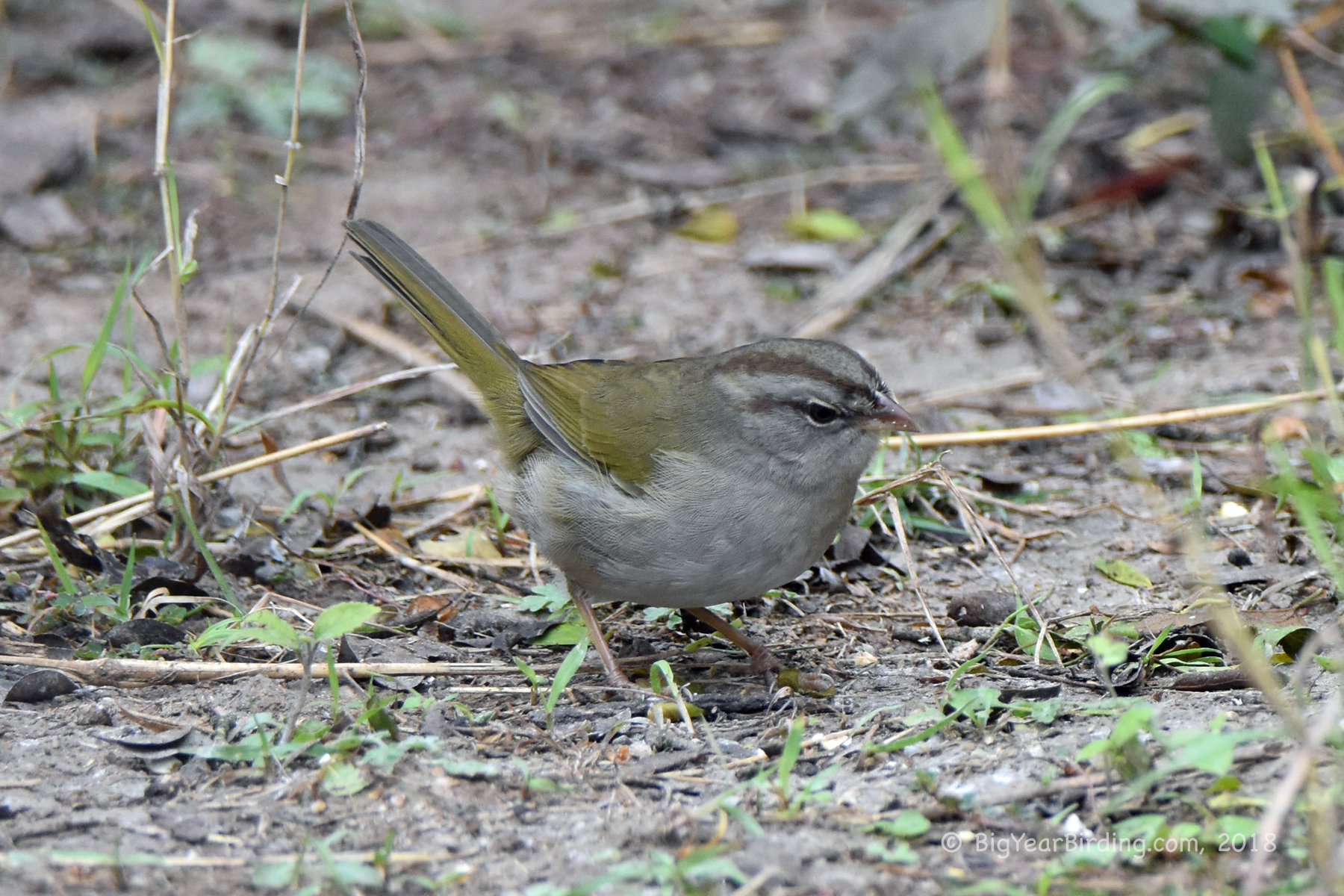 Bird Identification Basics - Big Year Birding