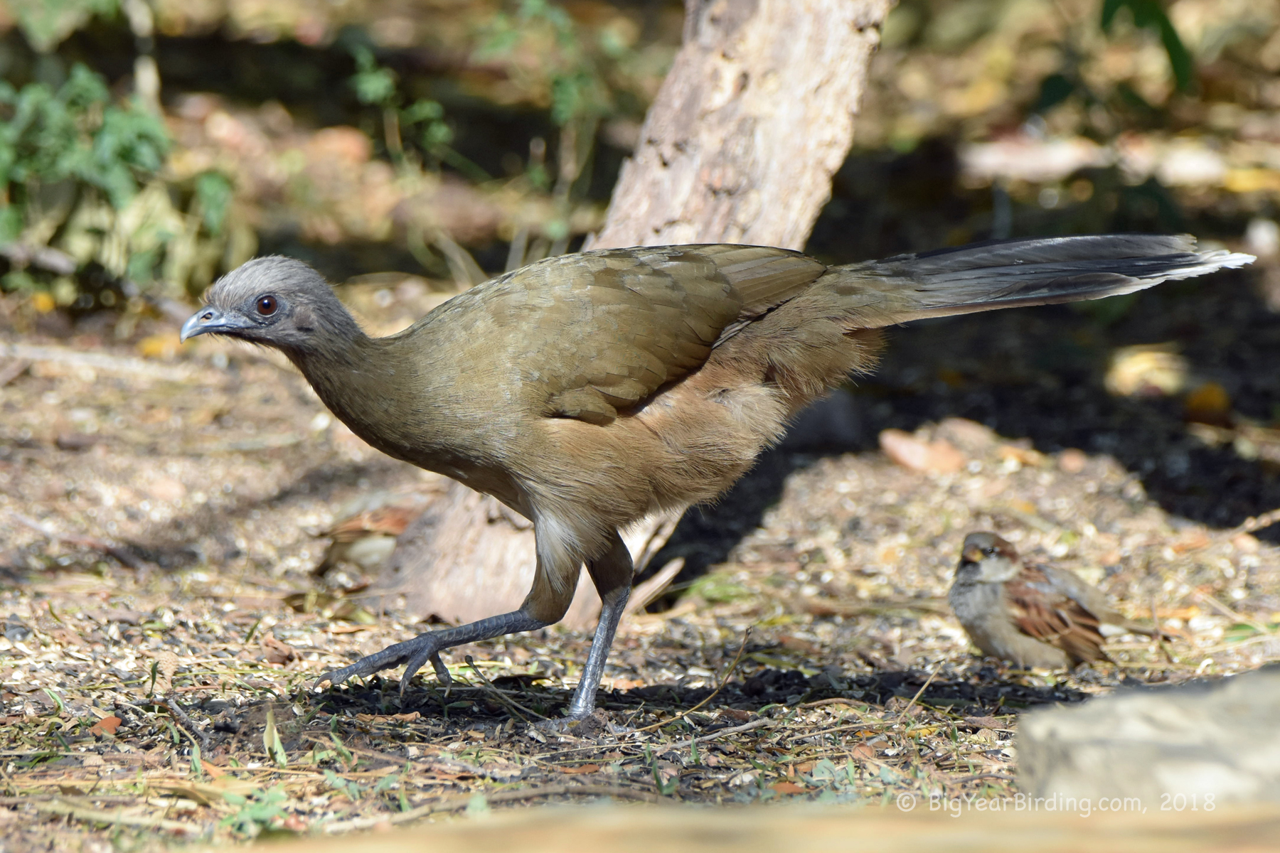 Plain Chachalaca - Big Year Birding