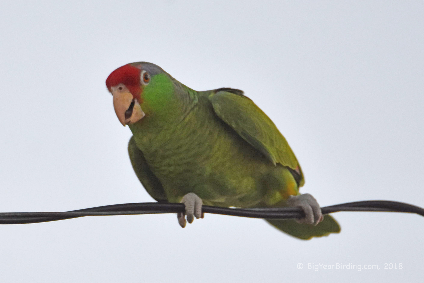 Red-crowned Parrot - Big Year Birding
