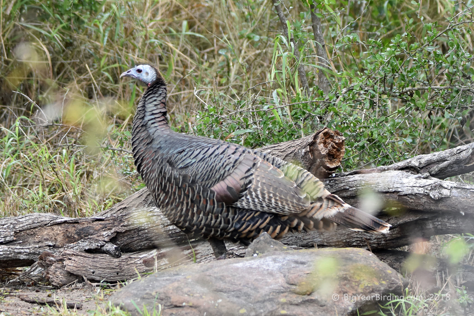 Wild Turkey - Big Year Birding