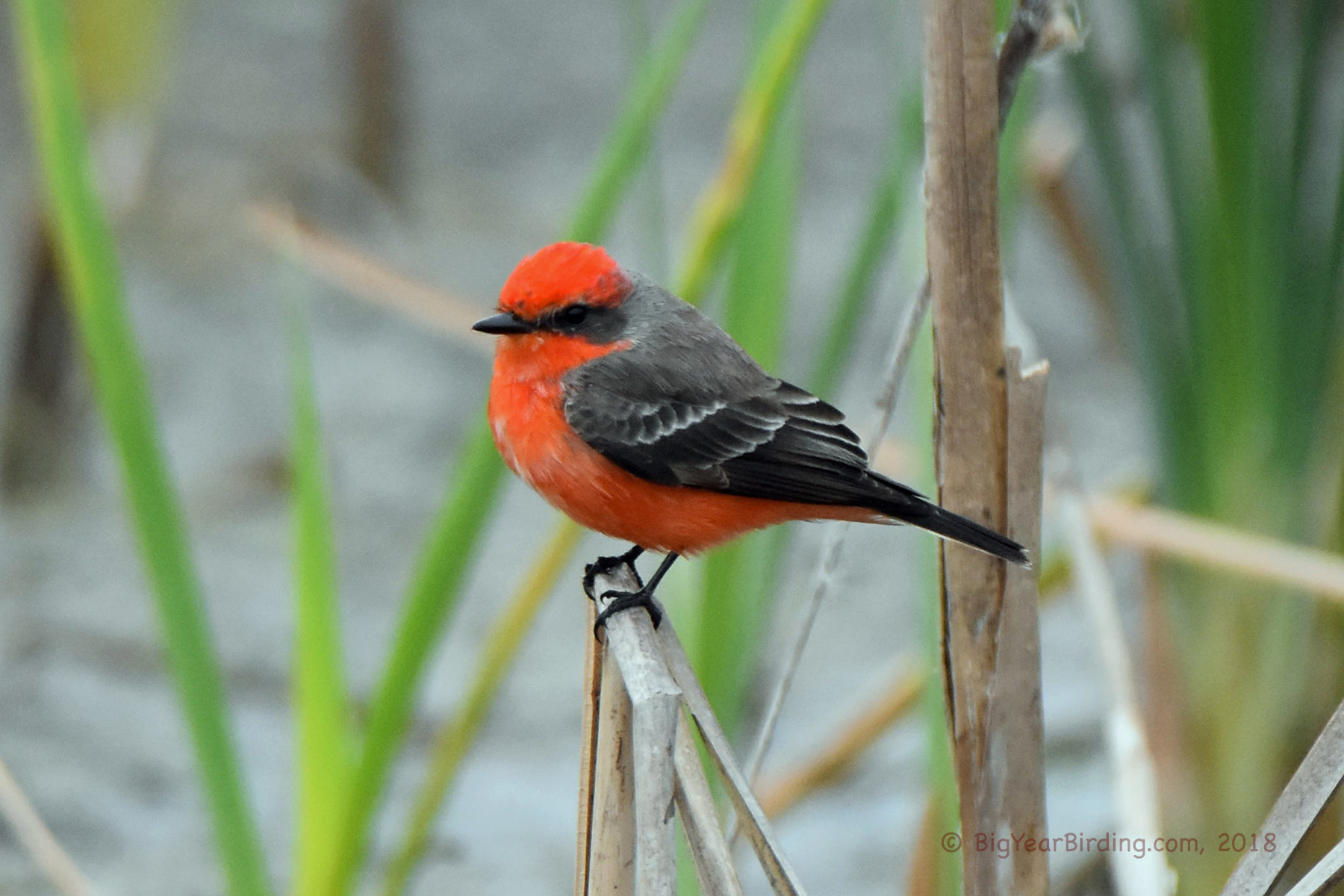Vermillion Flycatcher - Big Year Birding