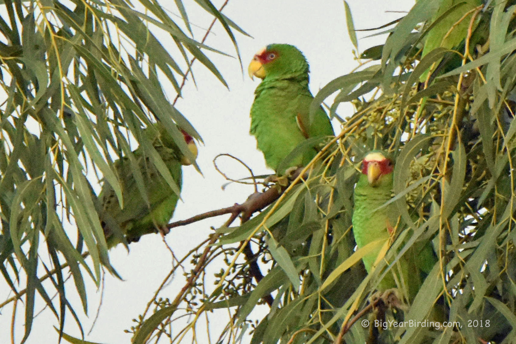 Parrots and Parakeets (5) - Big Year Birding