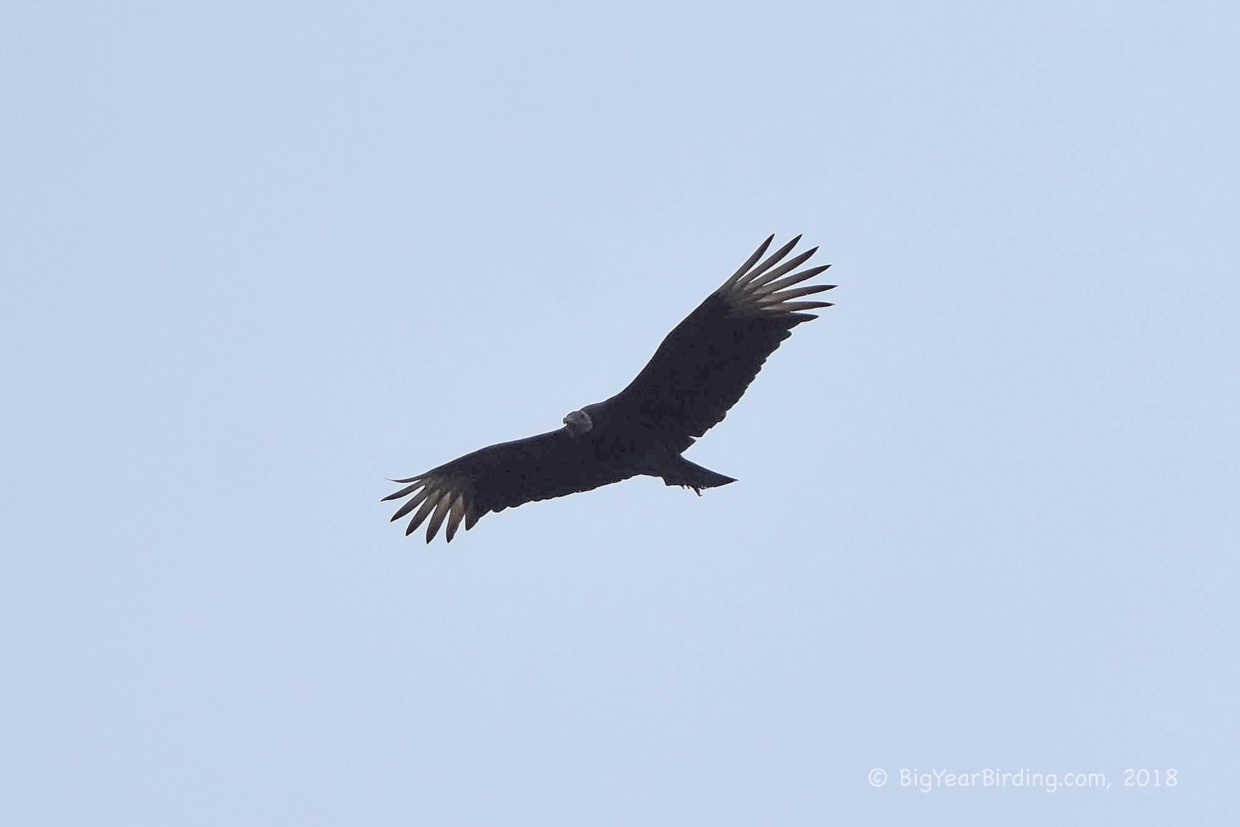 Black Vulture - Big Year Birding