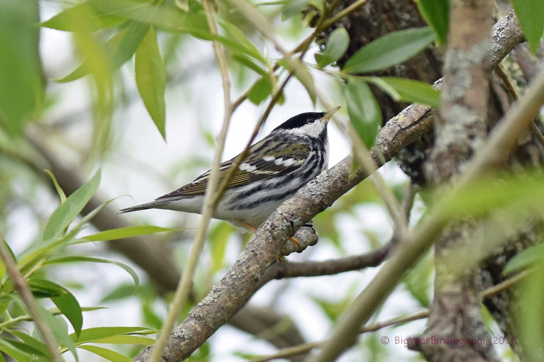 Blackpoll Warbler - Big Year Birding