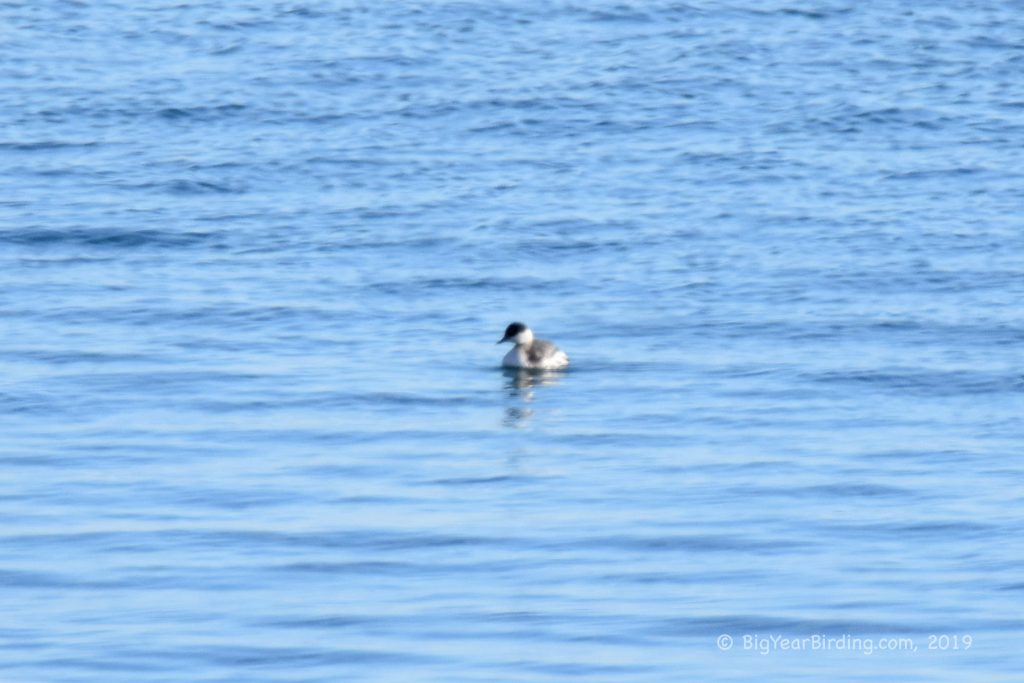 Horned Grebe - Big Year Birding