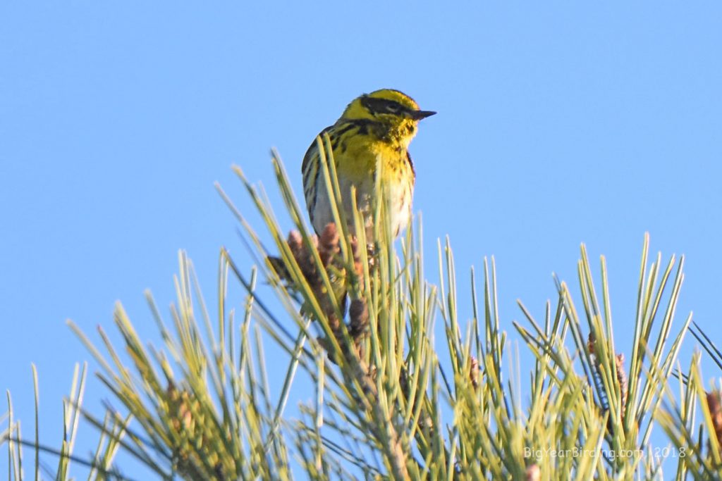 San Diego Big Day (110 Birds in a Day!!!) - Big Year Birding