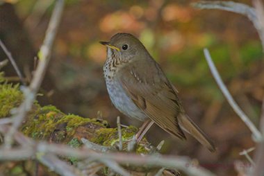 Bicknell's Thrush - Big Year Birding