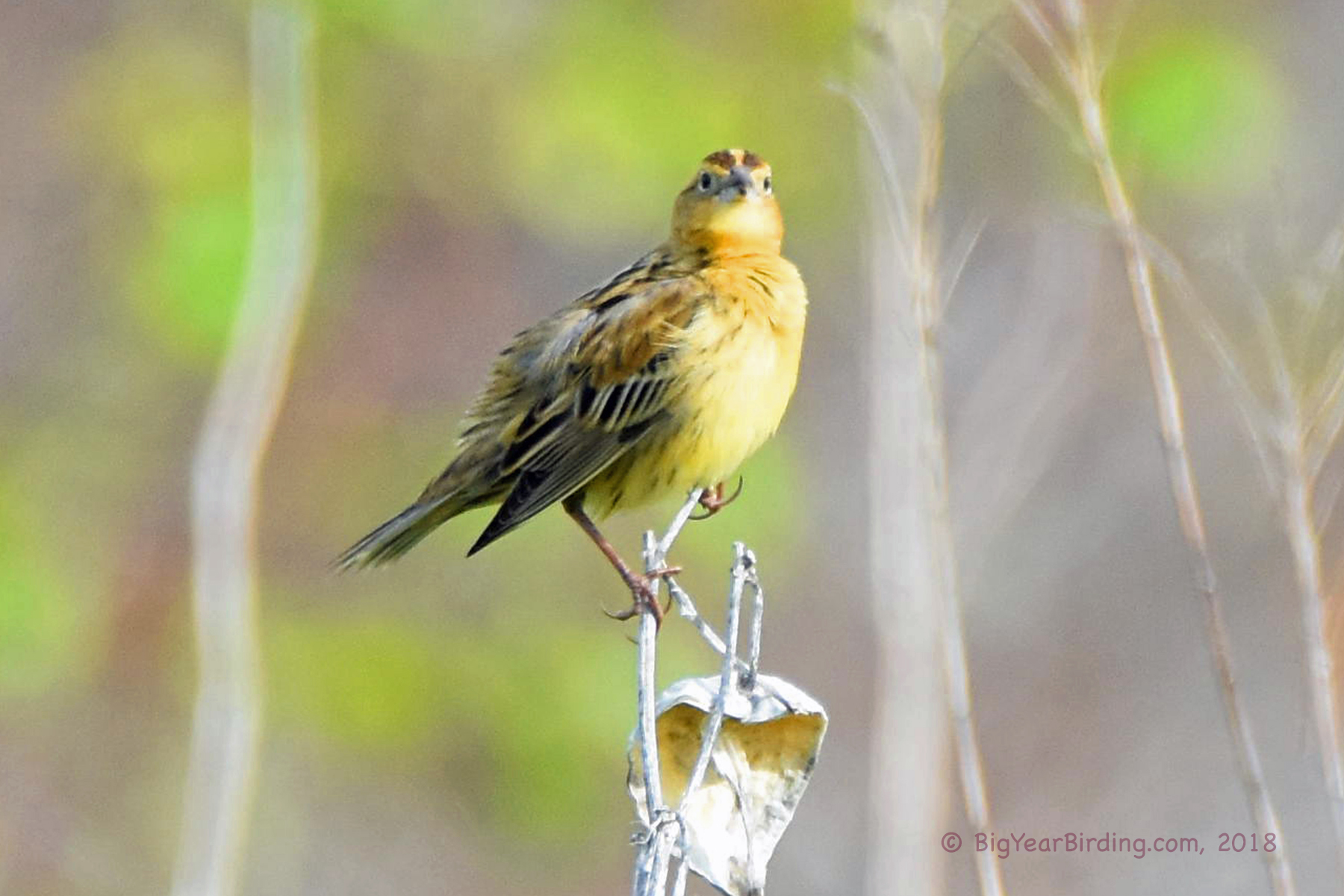 Bobolinks Return - Big Year Birding