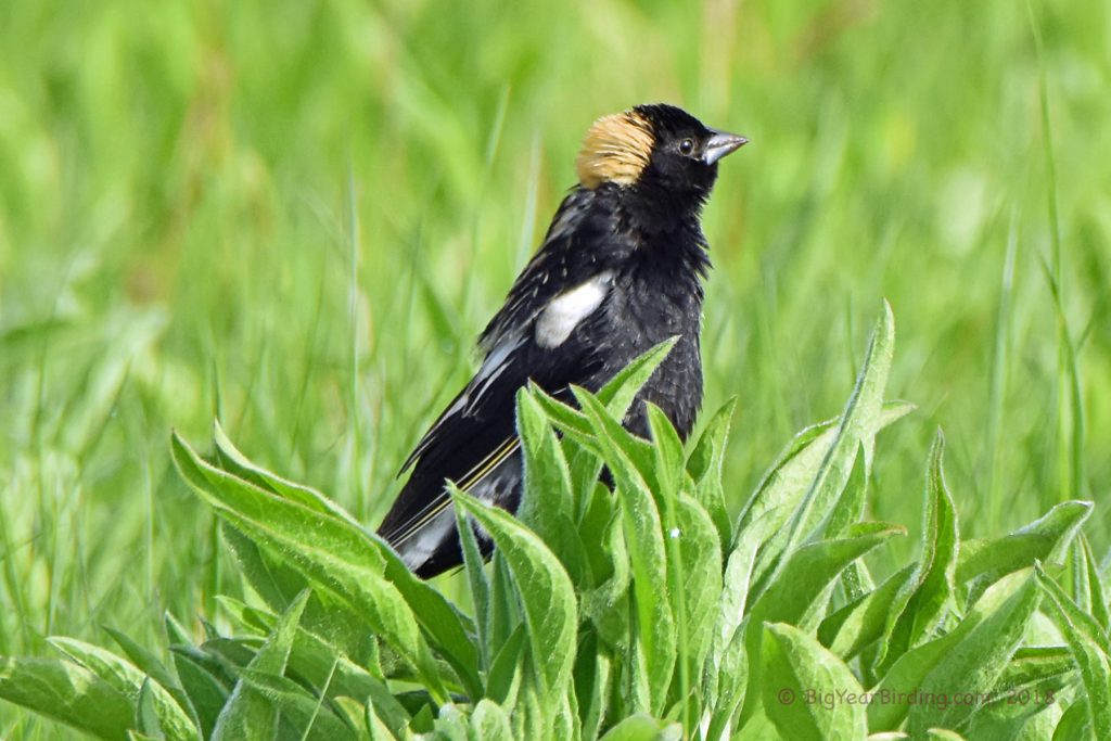 Bobolinks Return - Big Year Birding