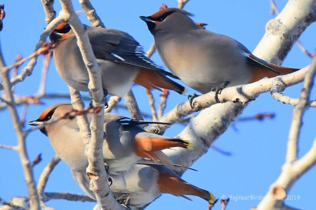Bohemian Waxwing - Big Year Birding