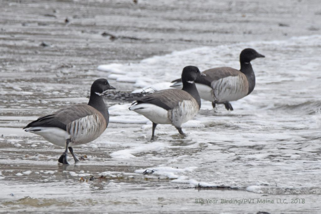 Three Brants in Maine - Big Year Birding