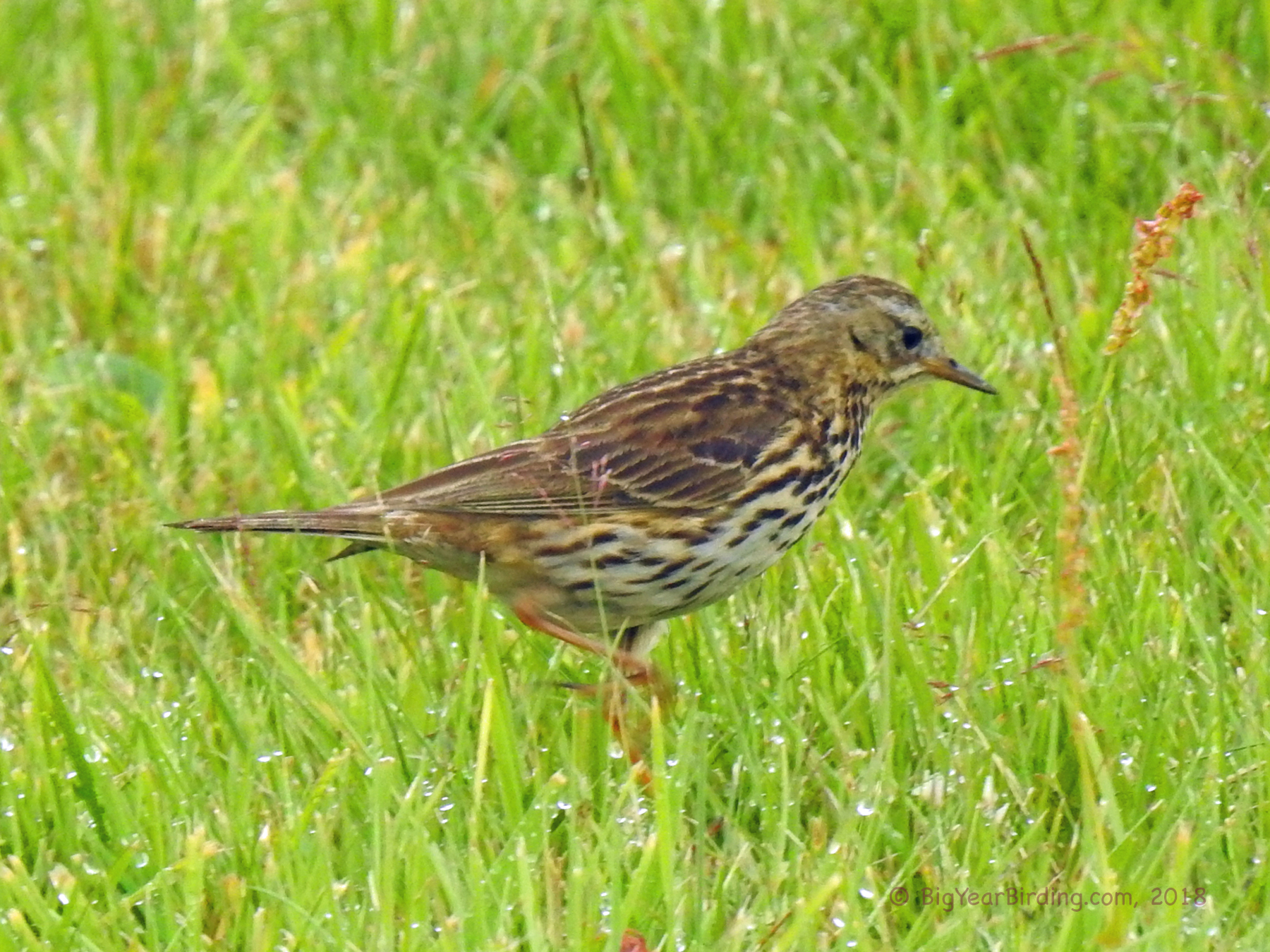 Eurasian Rock Pipit - Big Year Birding