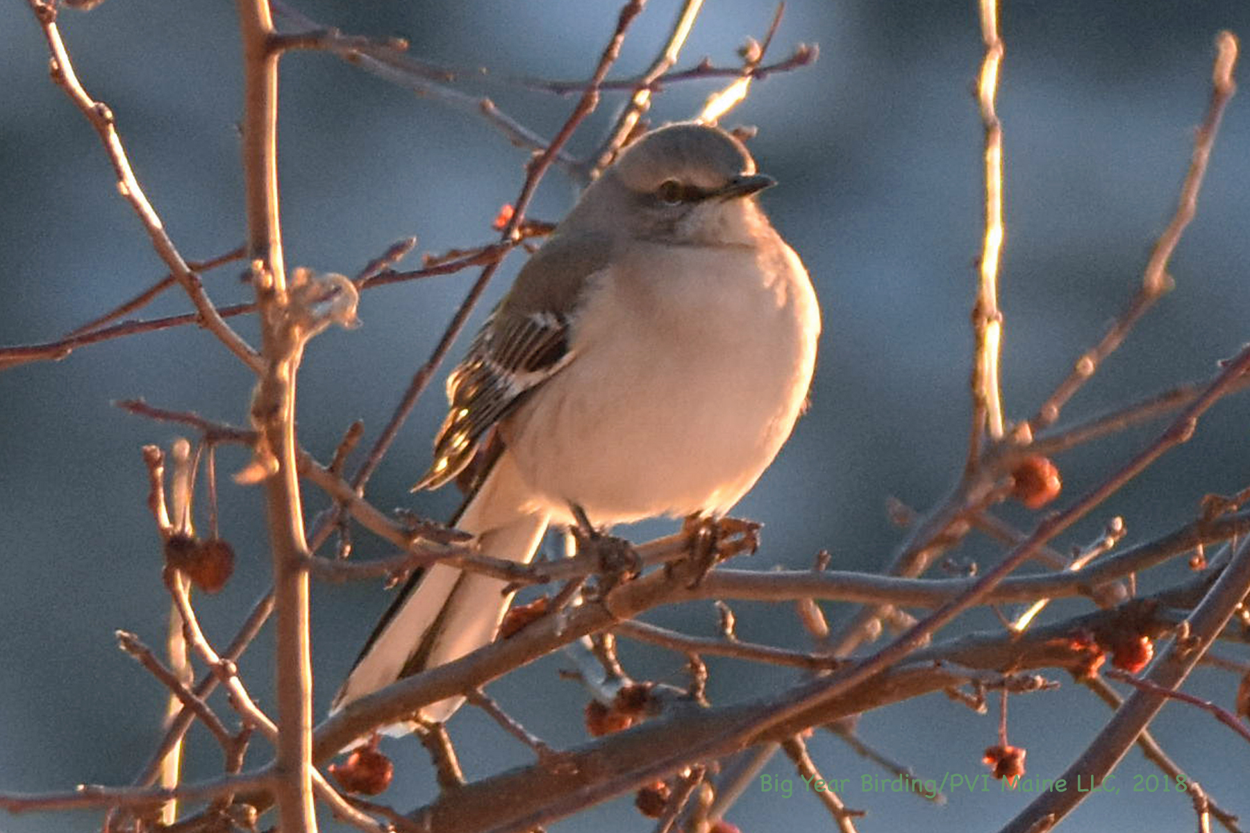 Northern Mockingbird - Big Year Birding