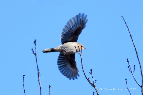 Northern Shrike - Big Year Birding