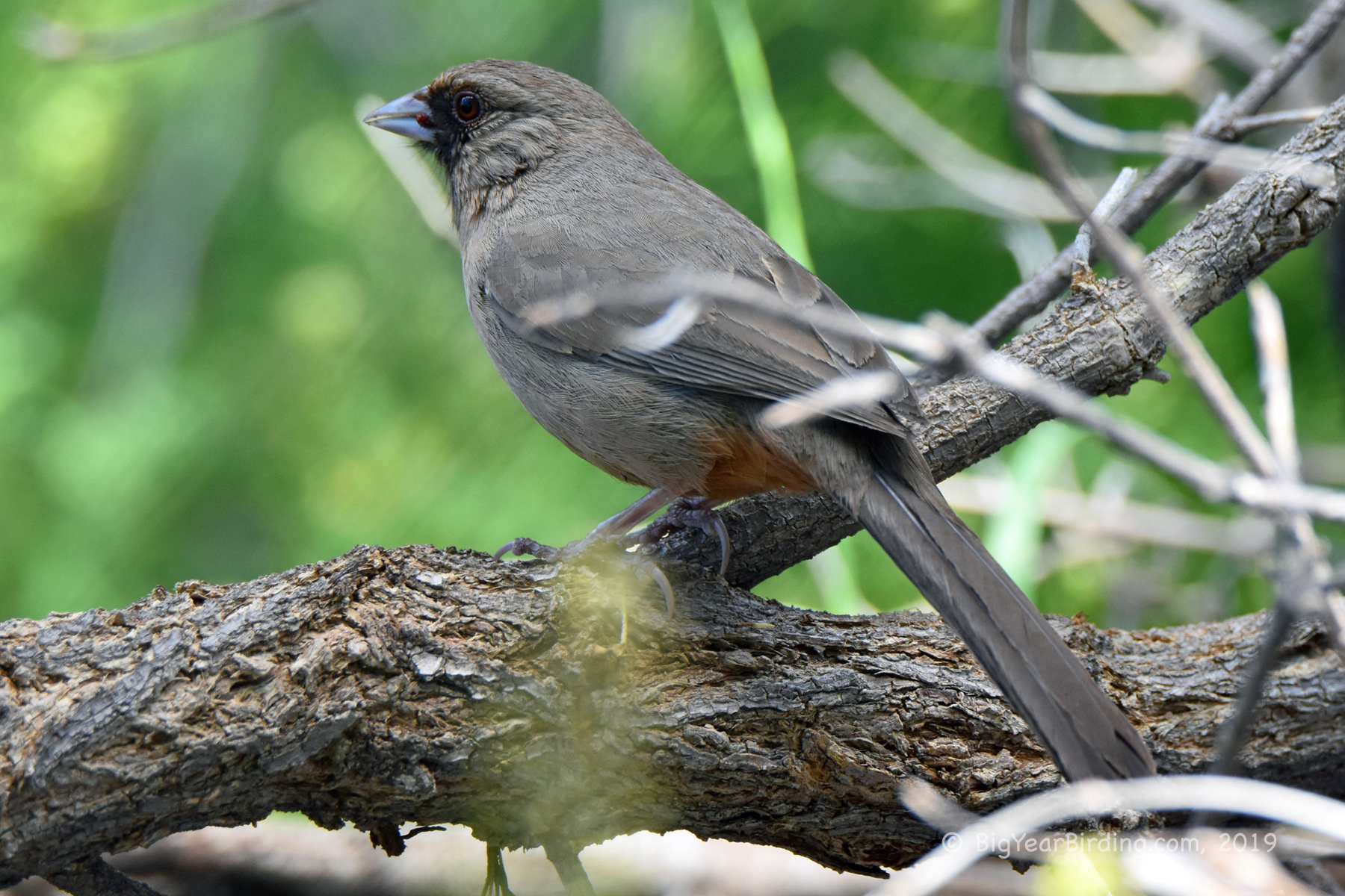 Towhees (4) - Big Year Birding