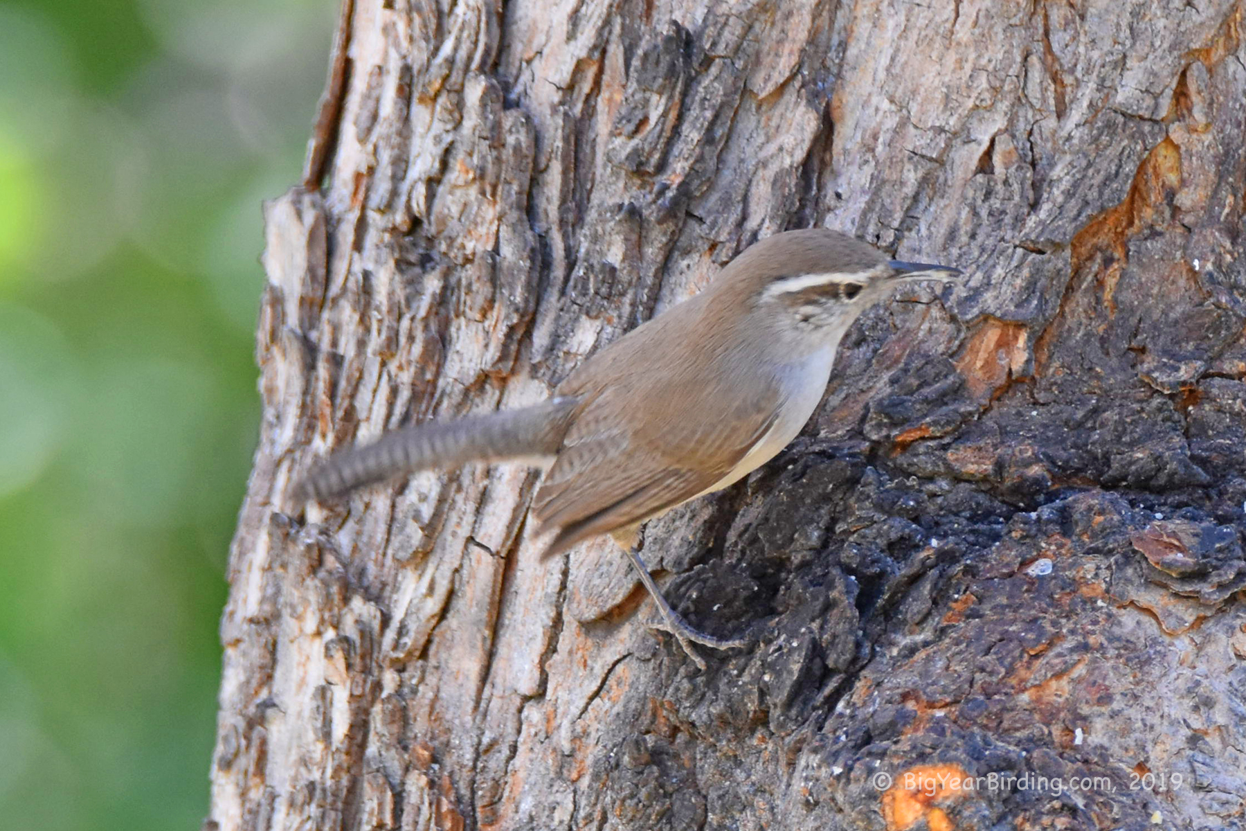 Wrens (8) - Big Year Birding