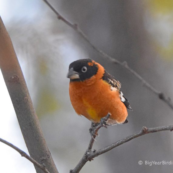 Redwing - Big Year Birding