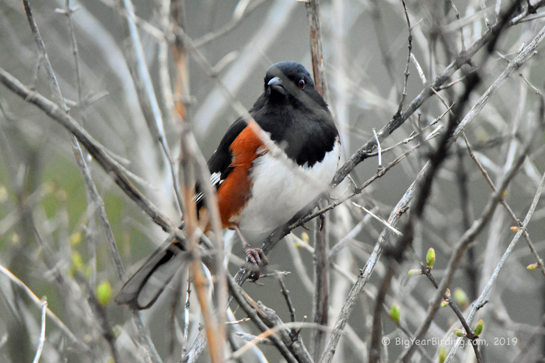 Towhees (4) - Big Year Birding