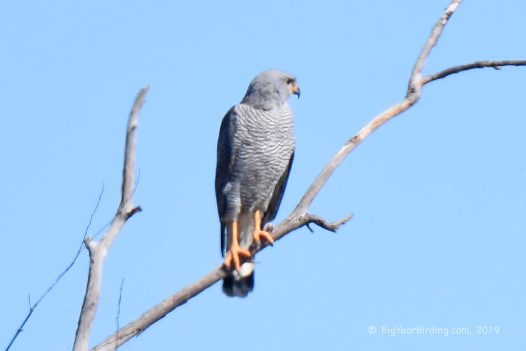 Gray Hawk - Big Year Birding