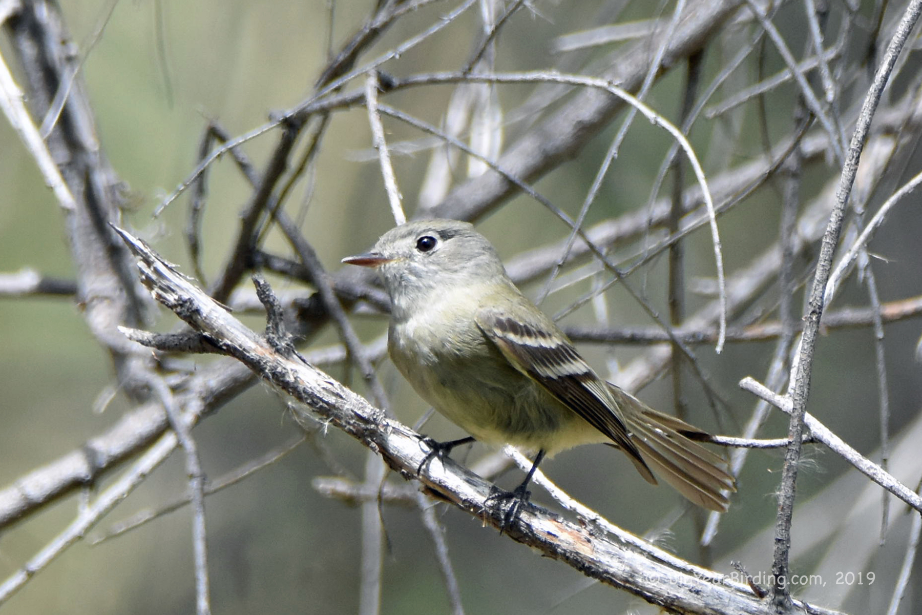 Hammond's Flycatcher - Big Year Birding