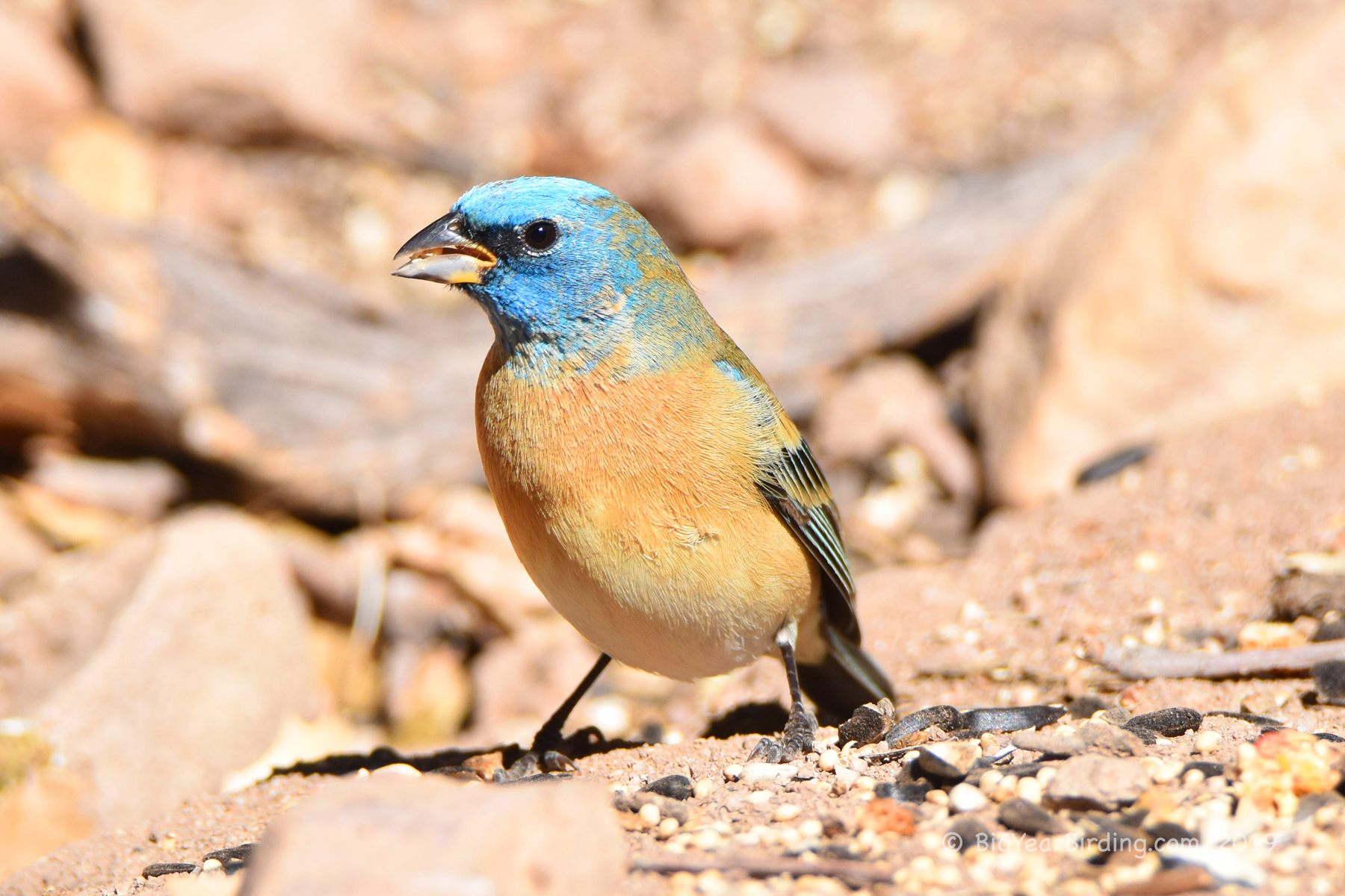 Lazuli Bunting - Big Year Birding