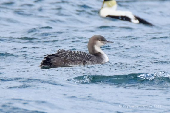Pacific Loon - Big Year Birding