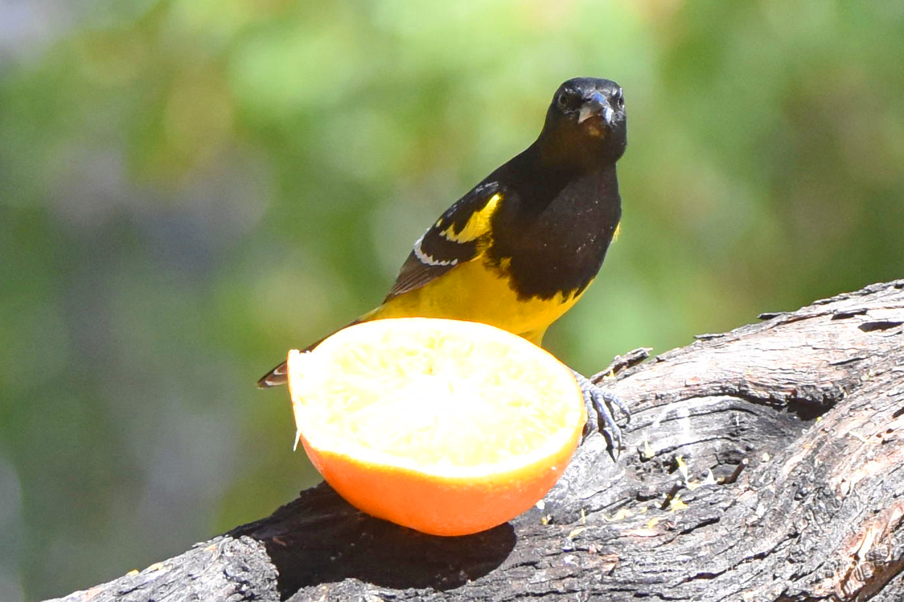Scott's Oriole - Big Year Birding