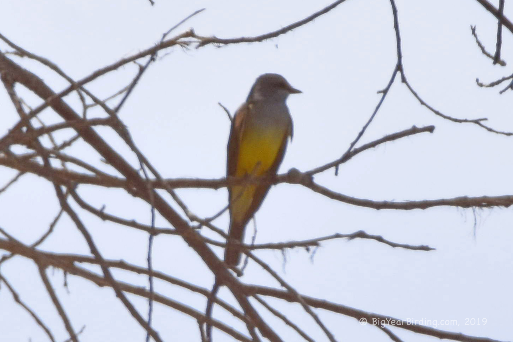 Western Kingbird - Big Year Birding