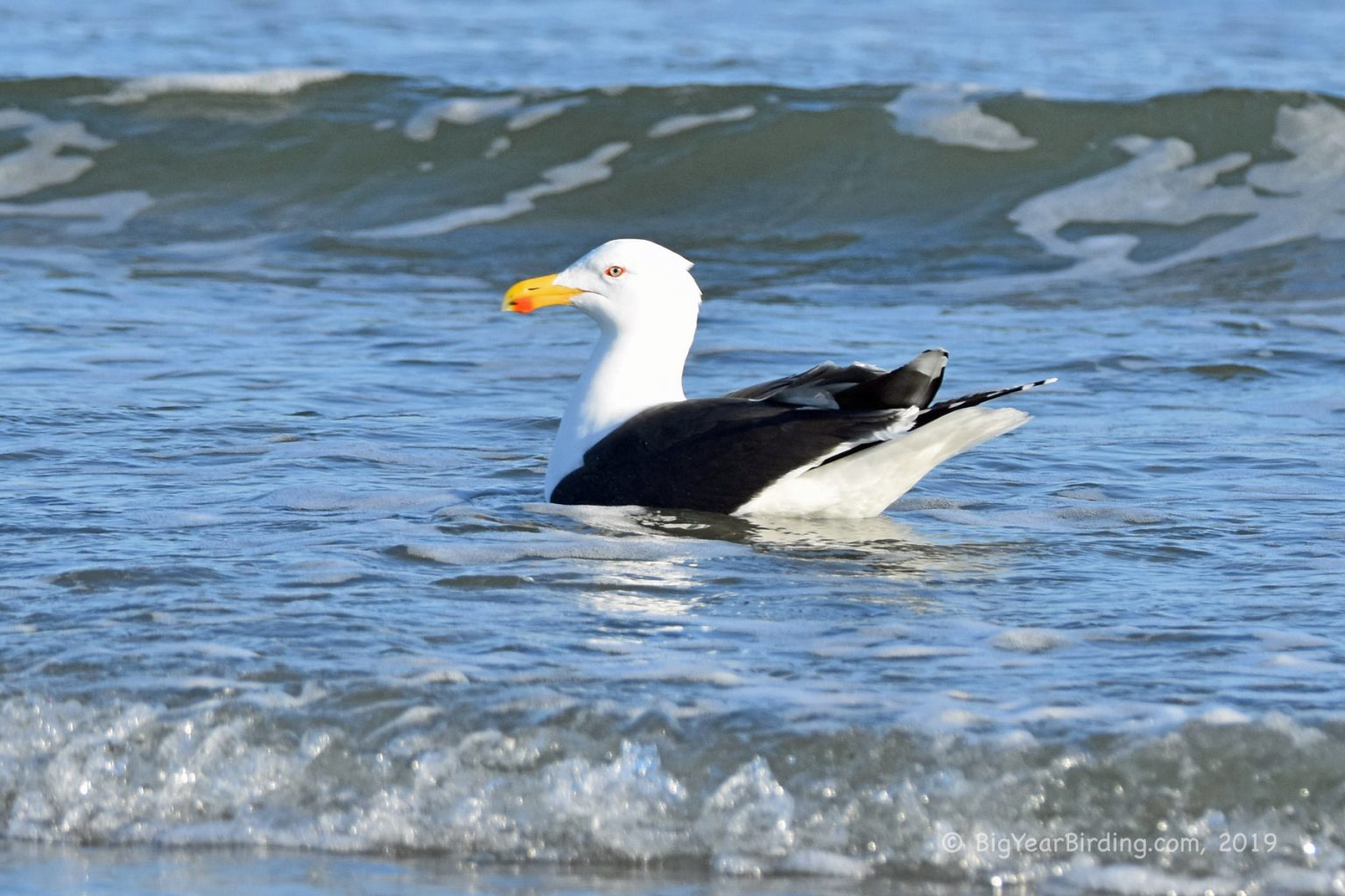 Great Black-backed Gull - Big Year Birding