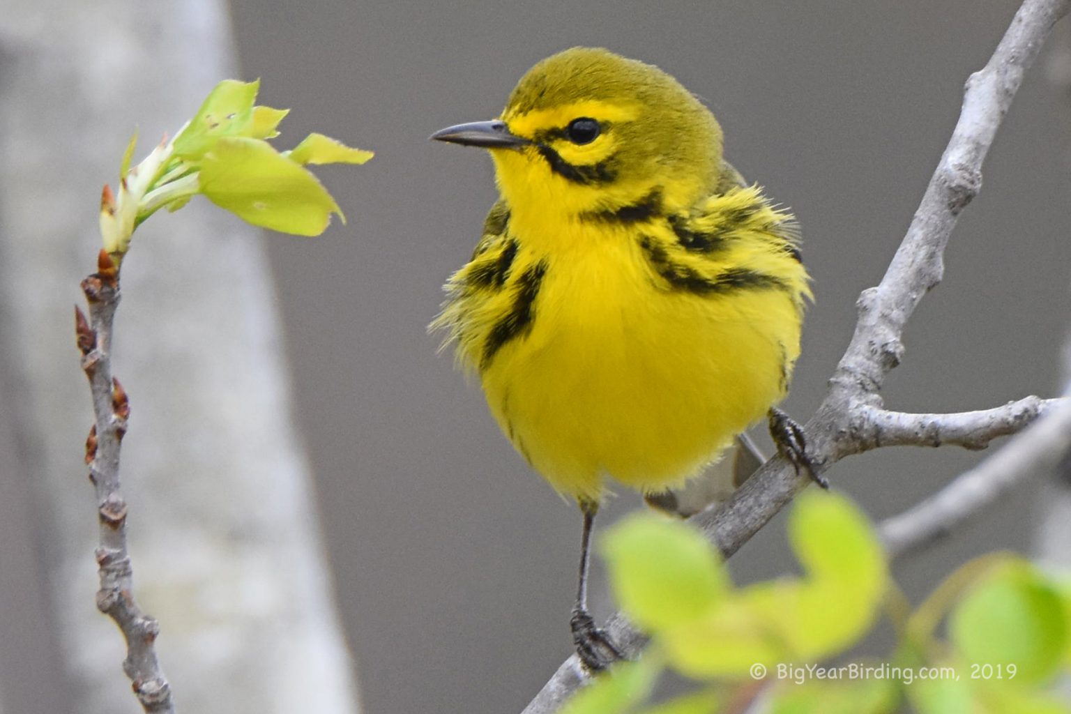 Prairie Warbler - Big Year Birding