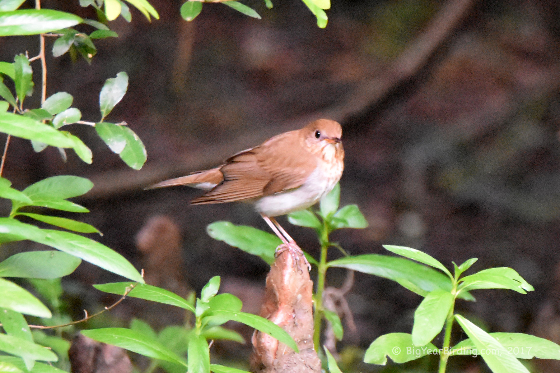 Wood Thrush - Big Year Birding