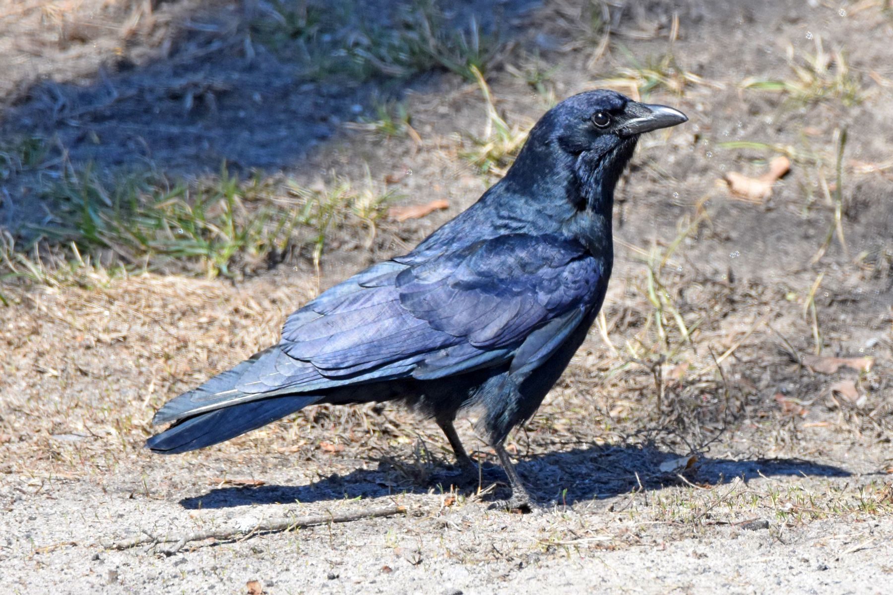 Fish Crow - Big Year Birding