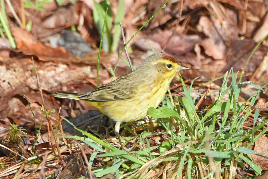 An Incredible Week of Birding - Big Year Birding