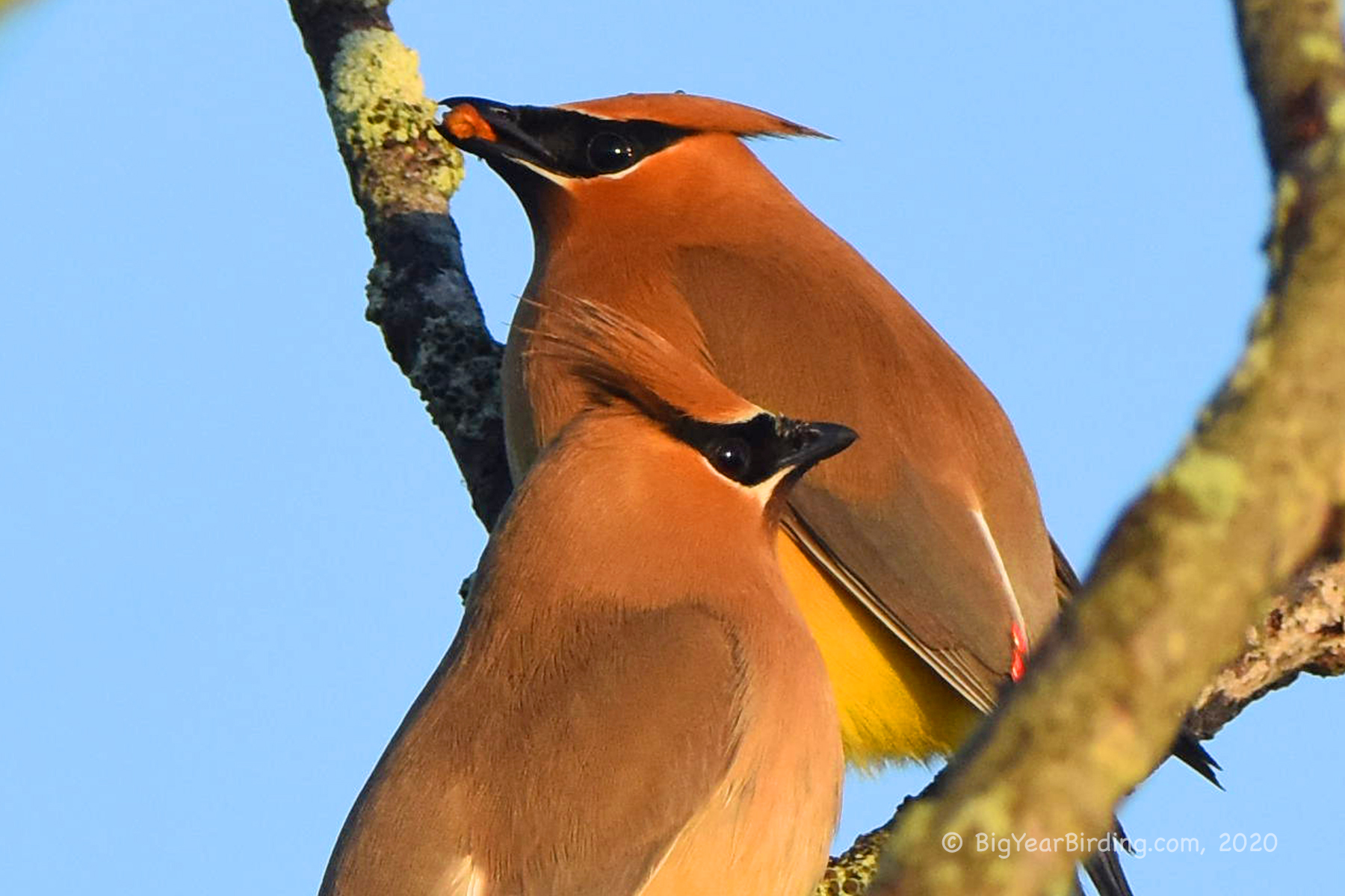 Cedar Waxwing - Big Year Birding