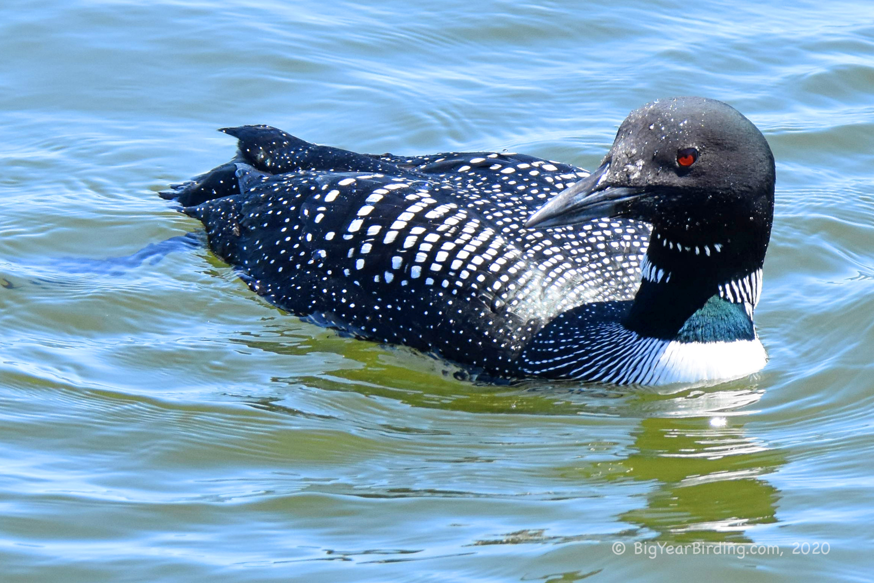 Common Loon - Big Year Birding