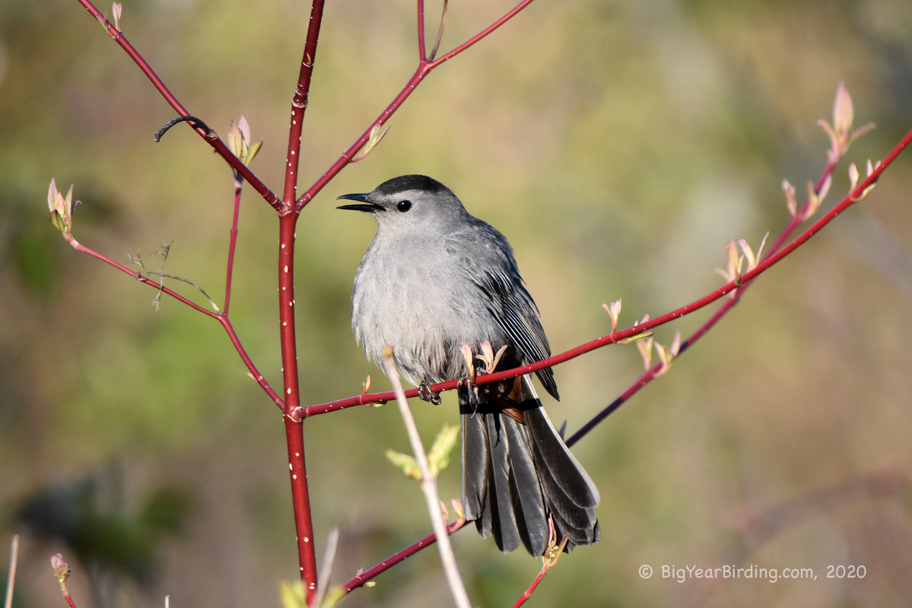 Gray Catbird - Big Year Birding