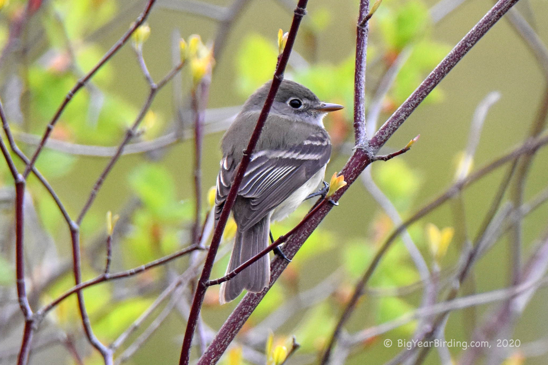 Least Flycatcher - Big Year Birding