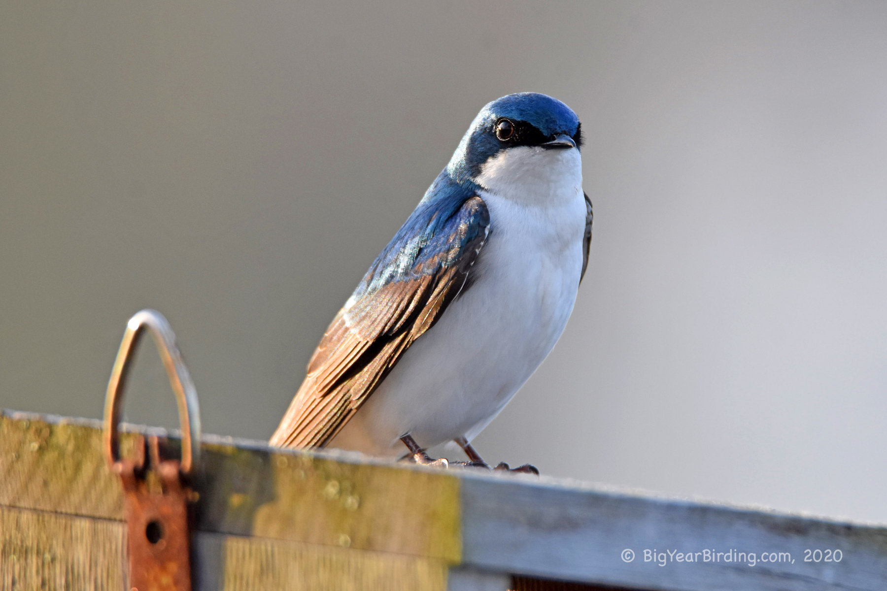 Tree Swallow - Big Year Birding