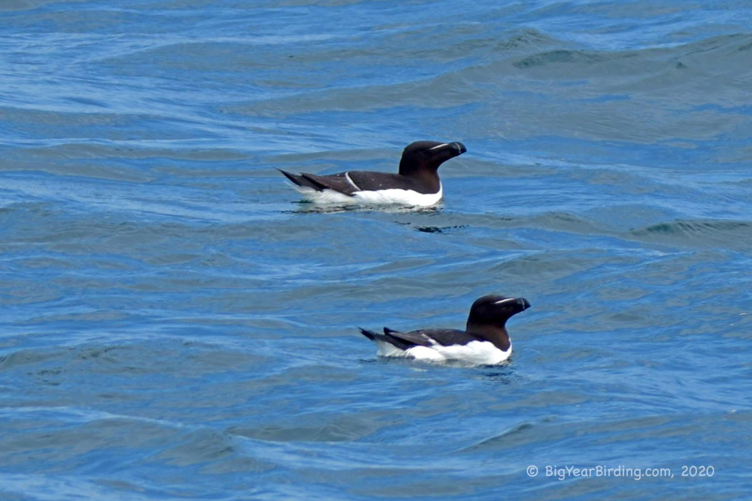 Razorbill - Big Year Birding