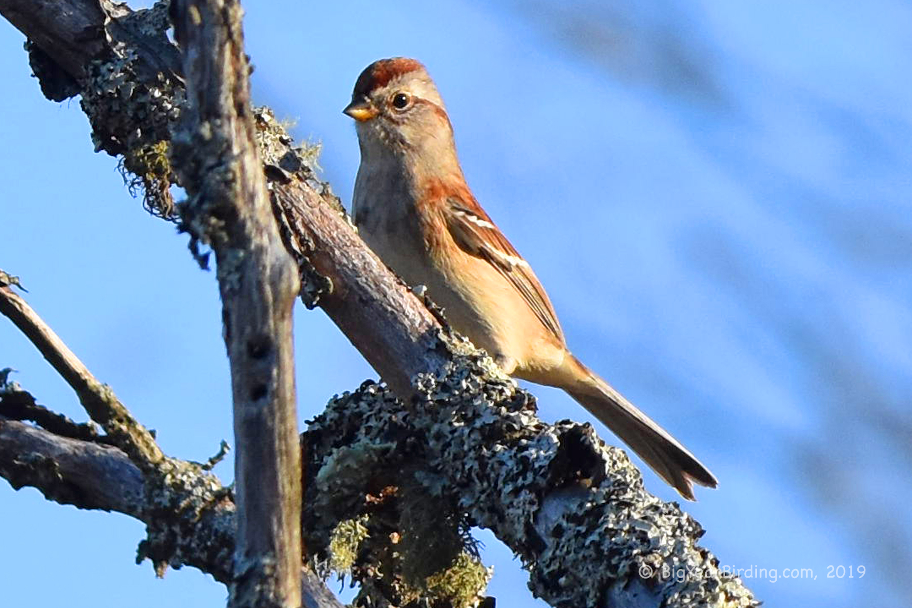 American Tree Sparrow - Big Year Birding